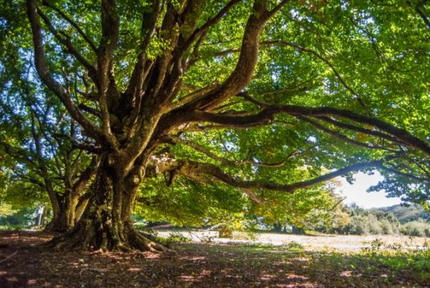 Tra le “Vacanze italiane” di Touring Club la faggeta di Canfaito ...